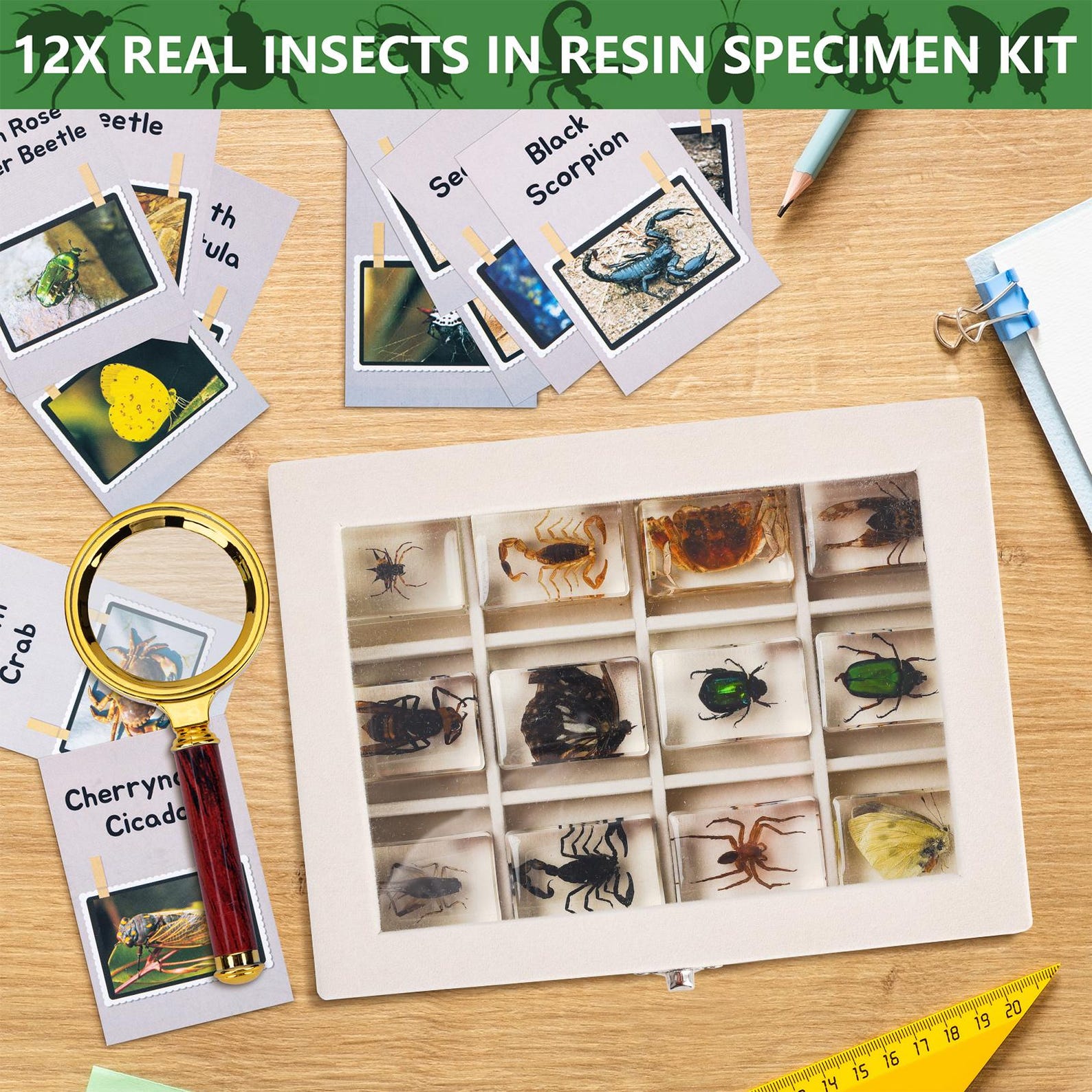 Insect Discovery Collection: Set of 12 Real Insects in Resin Bugs in ...