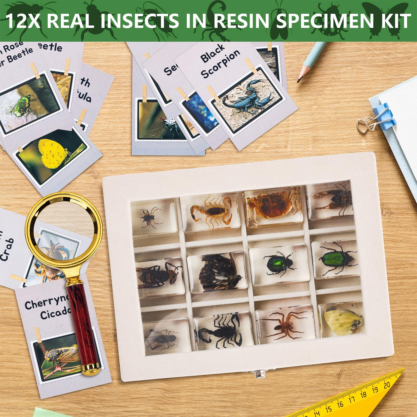 Insect Discovery Collection: Set of 12 Real Insects in Resin Bugs in ...