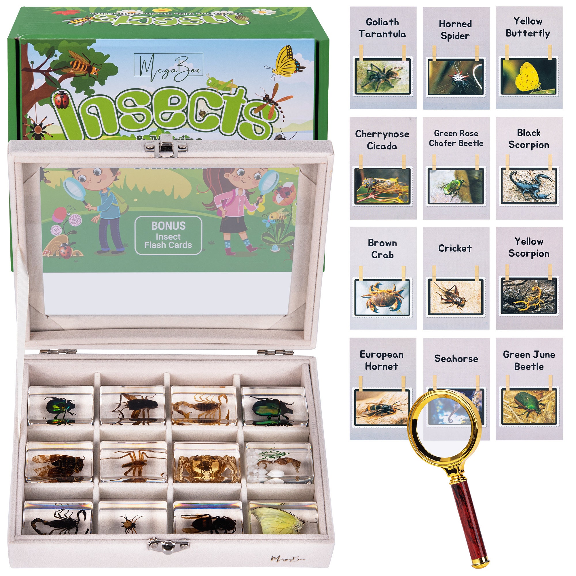 Insect Discovery Collection: Set of 12 Real Insects in Resin Bugs in ...