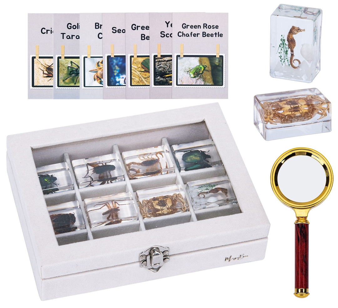 Insect Discovery Collection: Set of 12 Real Insects in Resin Bugs in ...