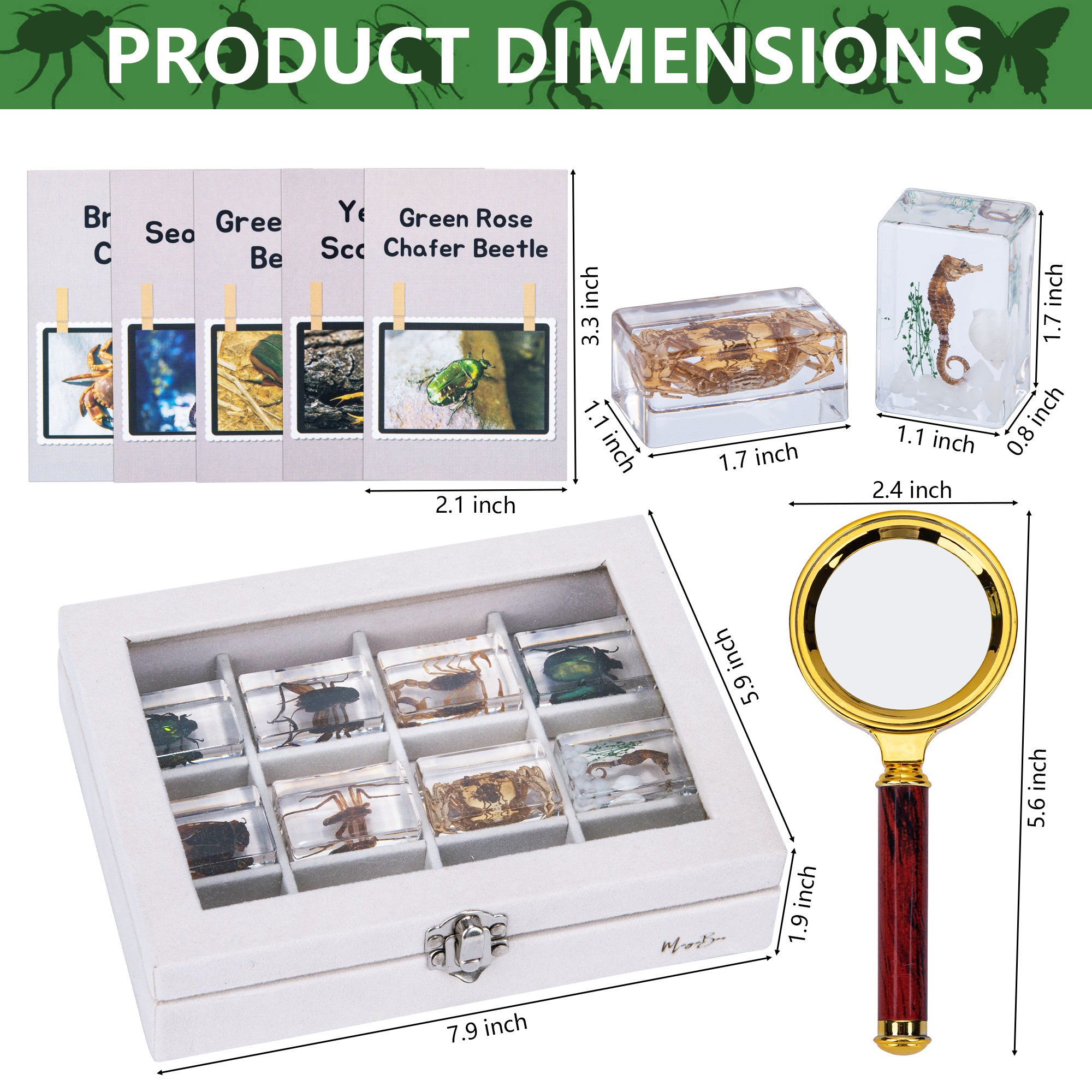 Insect Discovery Collection: Set of 12 Real Insects in Resin Bugs in ...