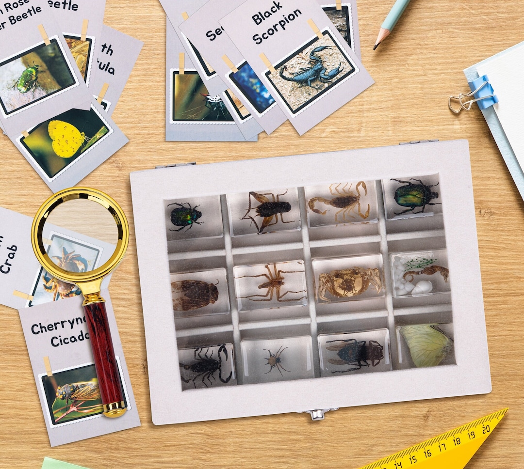 Insect Specimen in Resin - Unique Bugs in Resin Paperweight Entomology ...