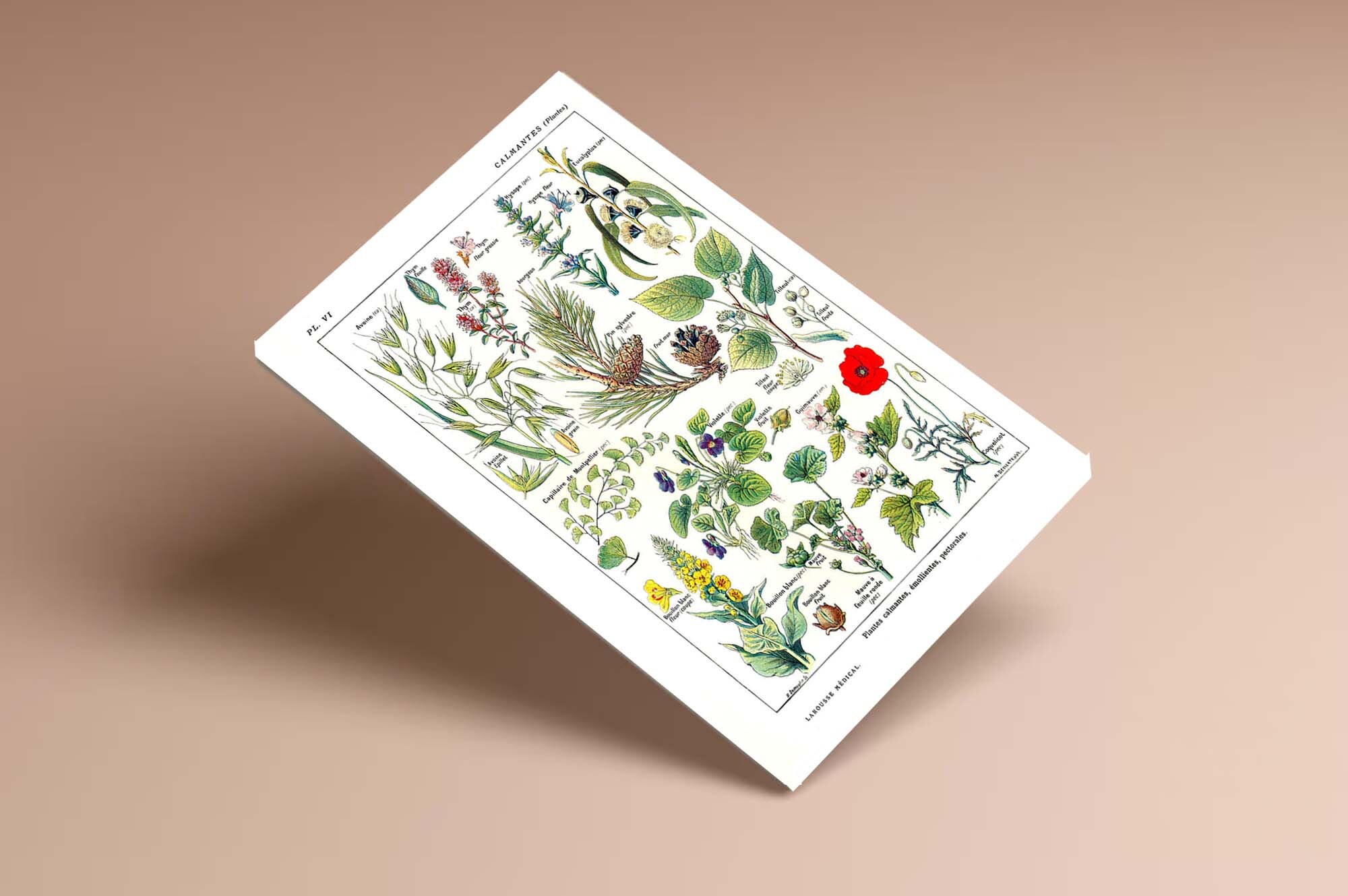 Vintage Botanical Print Calming Plants Science 1912, Botanical Poster ...