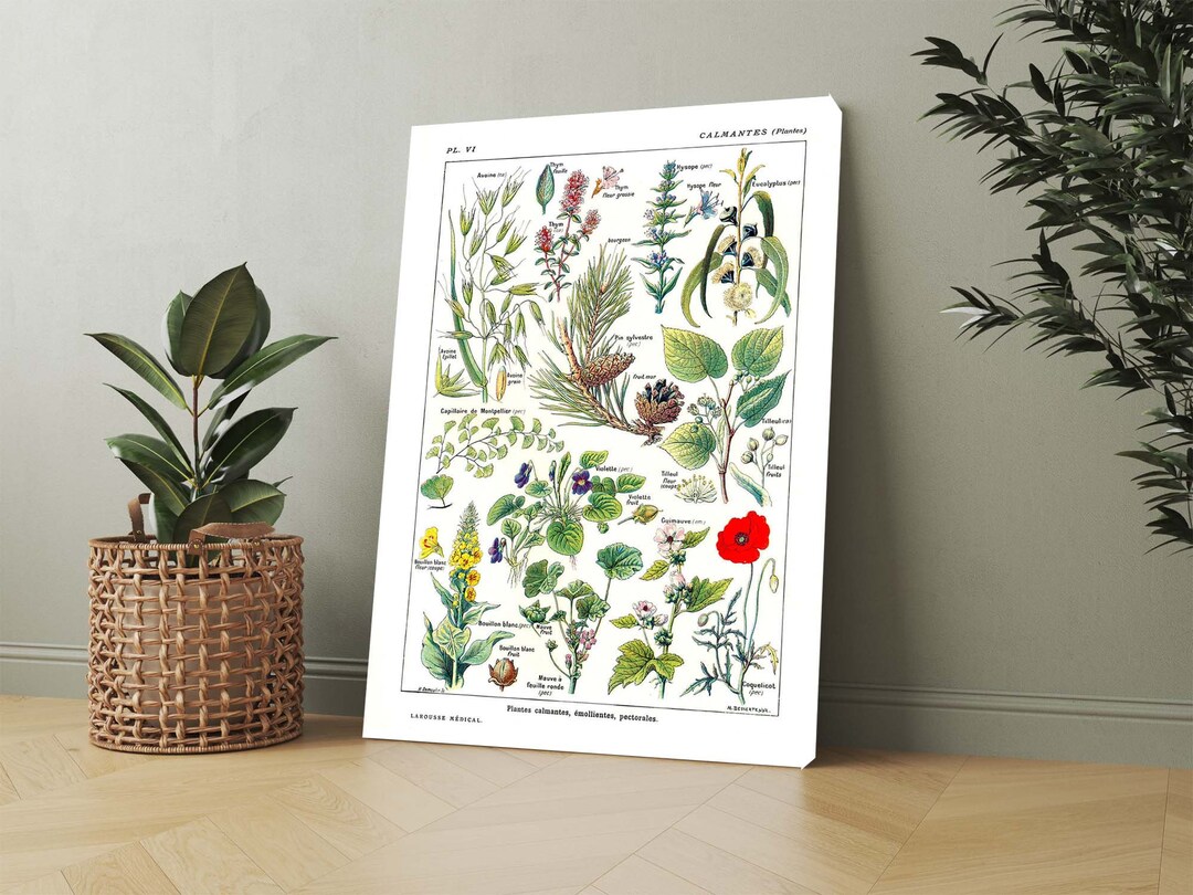 Vintage Botanical Print Calming Plants Science 1912, Botanical Poster ...