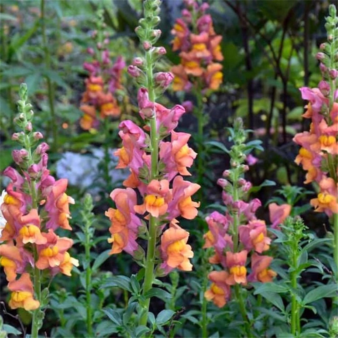 Rocket Bronze Snapdragon Seeds – Antirrhinum Majus, Rare Garden Flower ...