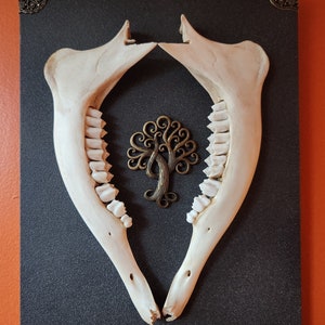Deer Jaw Bone Wall Hanging, Tree of Life Symbol - Etsy