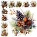 10 Watercolor Pinecone Clipart, Pine Cone Illustration, PNG, Instant ...