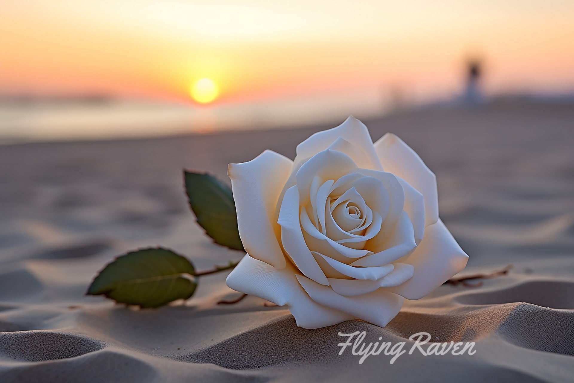 Rose, White, Beach, Sunset, Romantic, HD, Large Print Jpg A4 A3 Photos ...