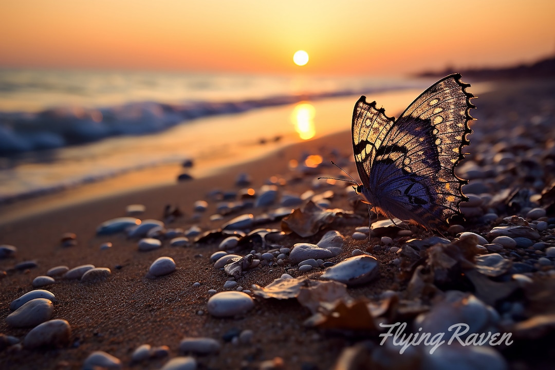 Beach, Sunset, Butterfly, HD, Large Print Jpg A4 A3 Home Stock Photos ...