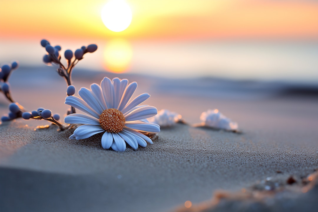 Daisy, Sunset, Flowers, HD, Large Print Jpg A4 A3 Home Stock Photos ...
