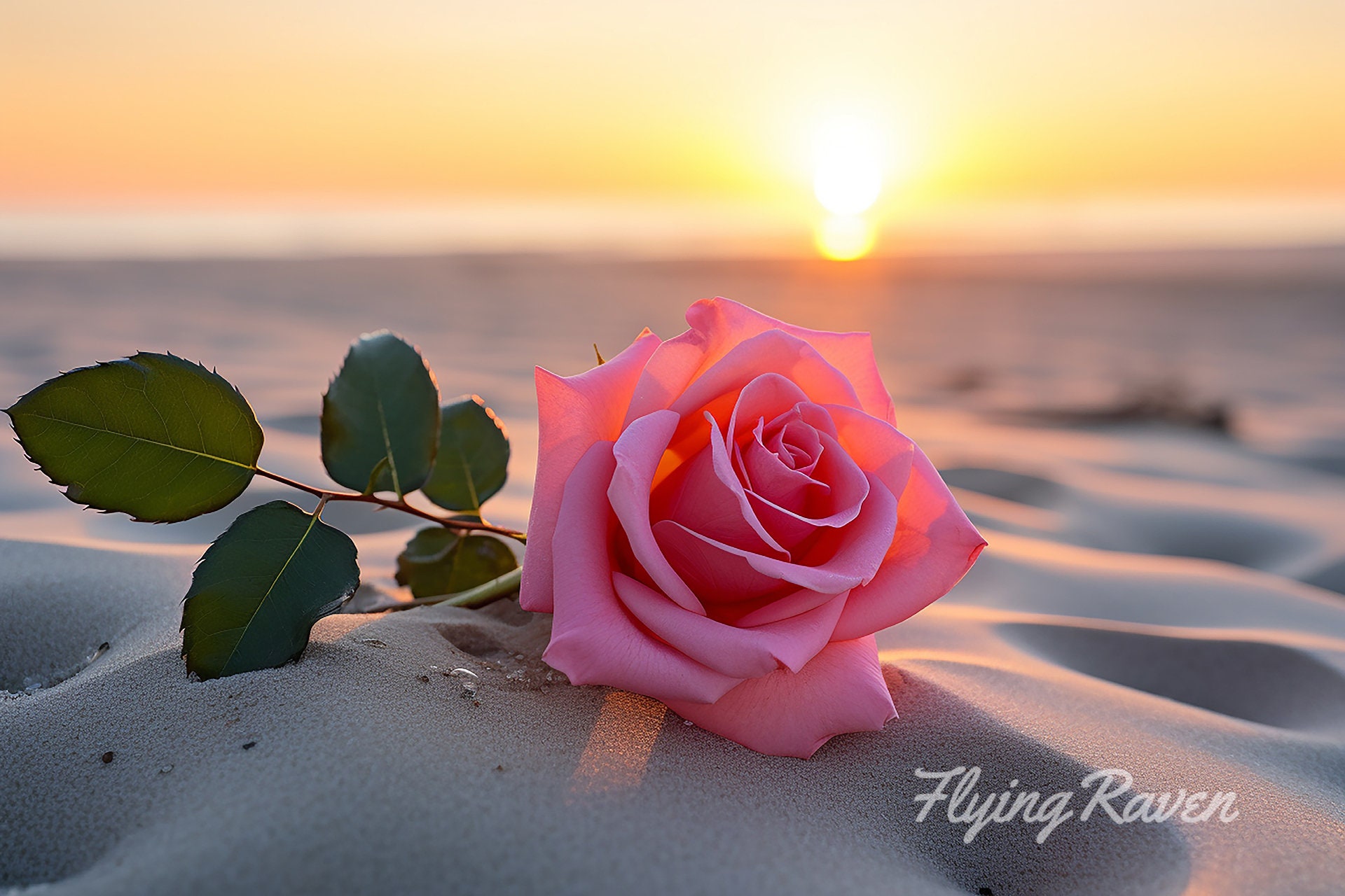 Rose, Beach, Sunset, HD, Large Print Jpg A4 A3 Home Stock Photos ...