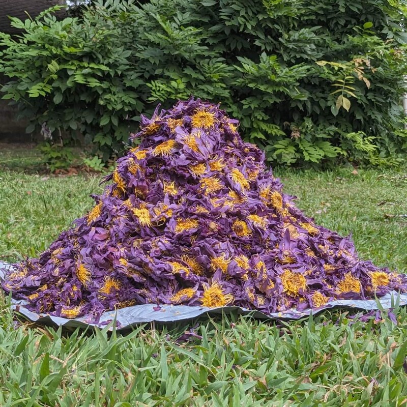 Blue Lotus Flower - Etsy