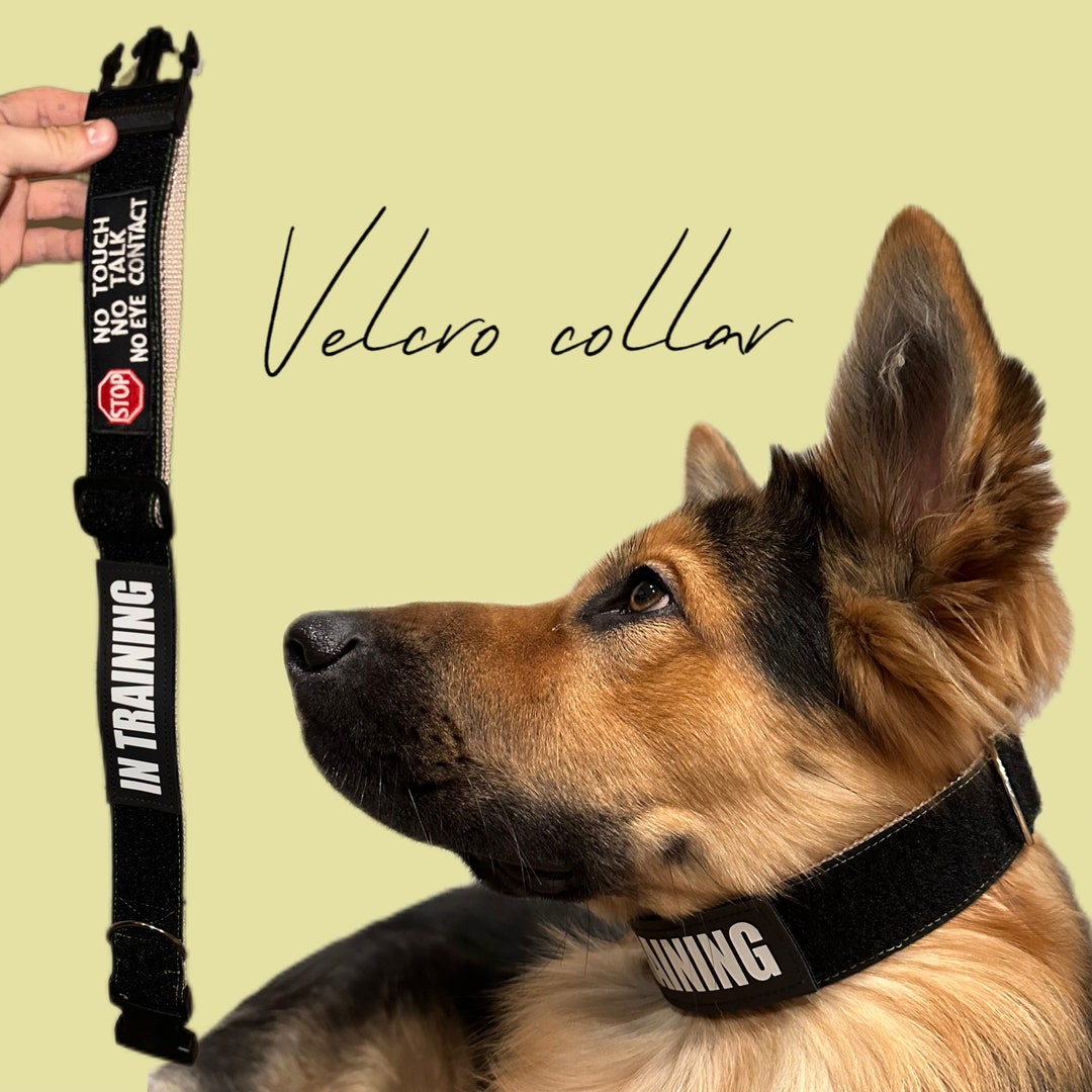 Velcro Collar 1.5” - Etsy