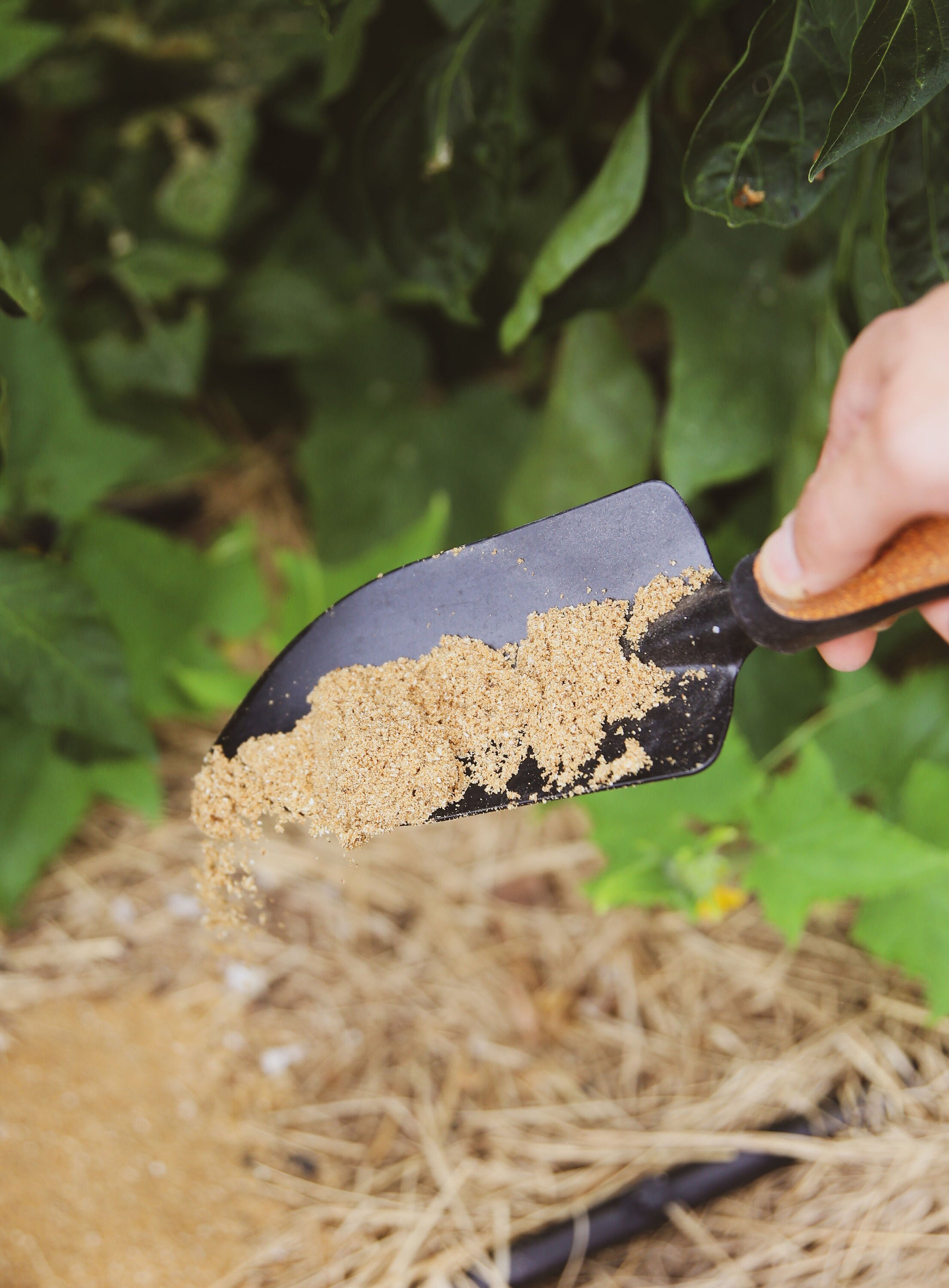 Fish Meal Organic Fertilizer - Etsy