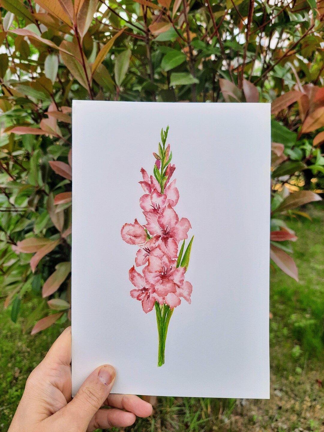 Hand-painted Watercolor August Birth Flower (unprinted and Physical ...