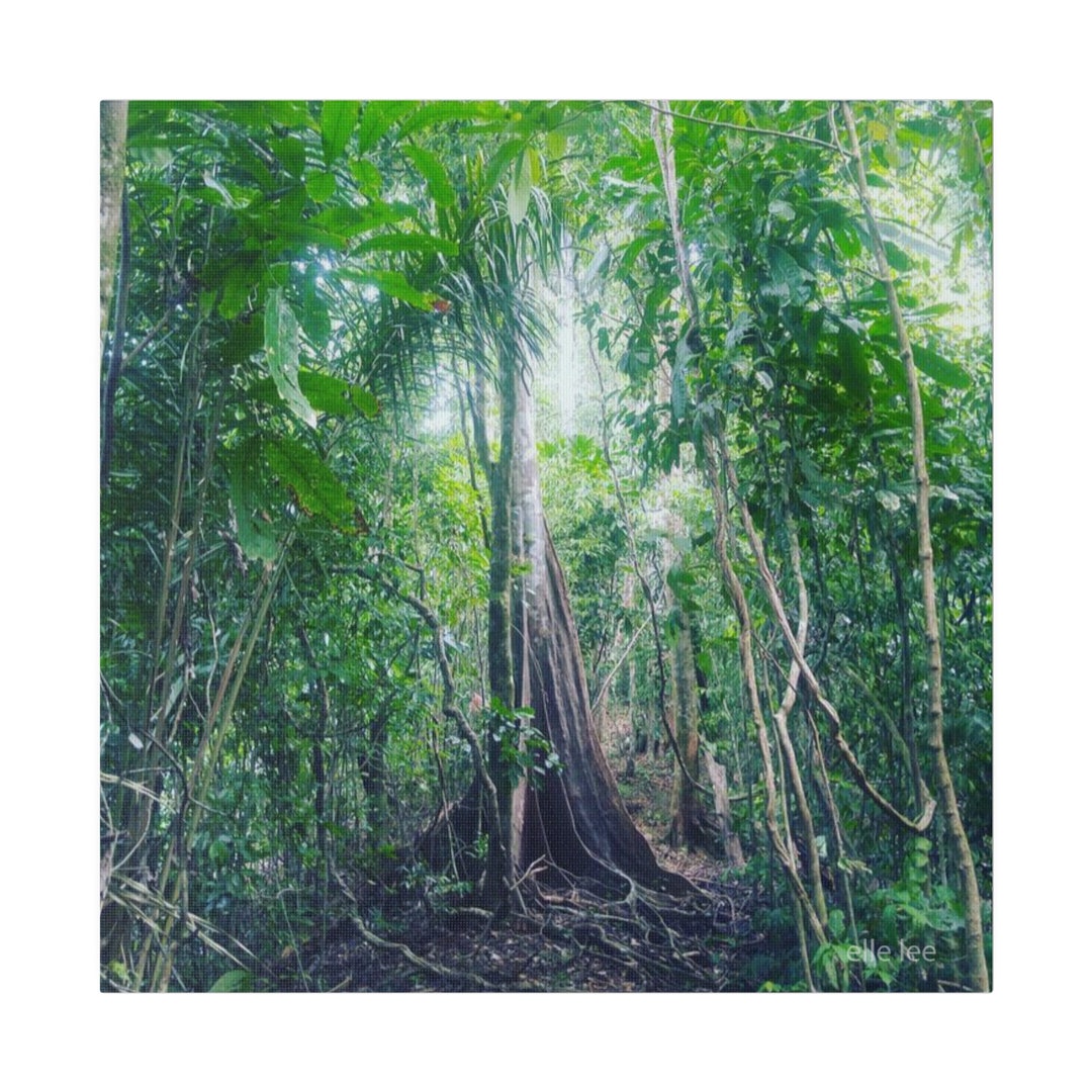 Enchanted Forest of Costa Rica by Elle Lee. Matte Canvas - Etsy