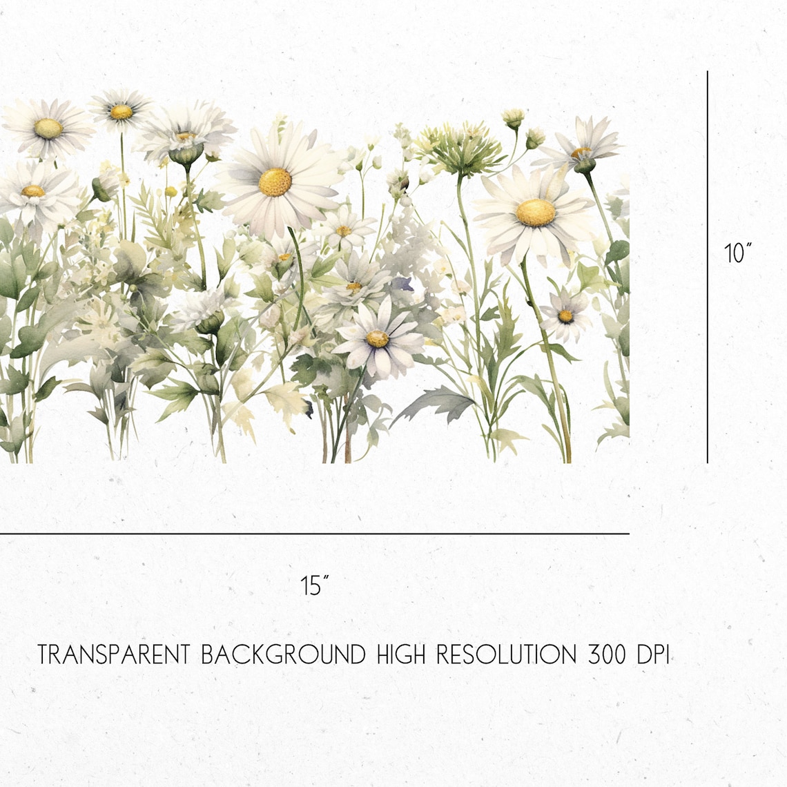 Daisy Flower Watercolor Clipart Daisy Border Daisy Flower PNG White ...