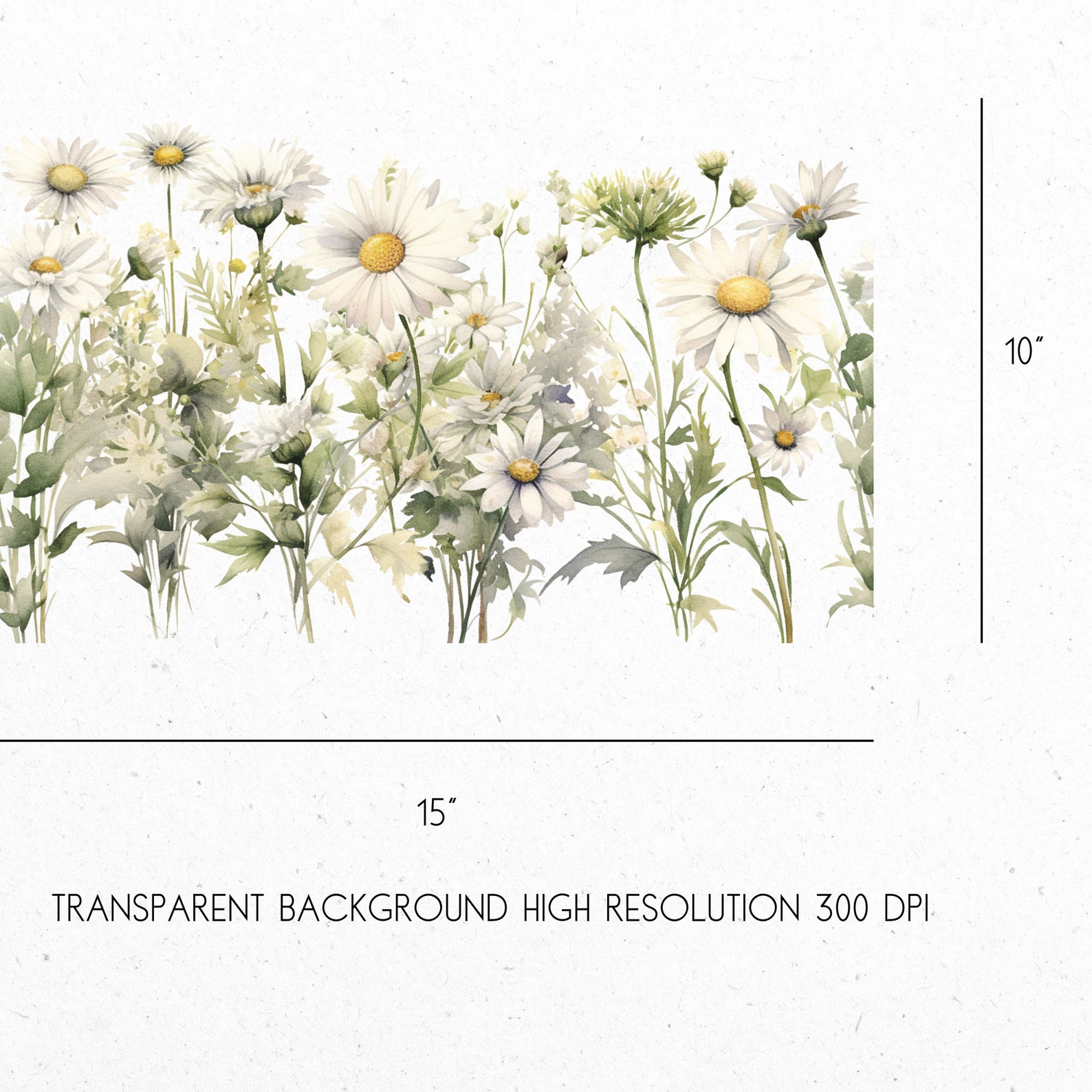 Daisy Flower Watercolor Clipart Daisy Border Daisy Flower PNG White ...