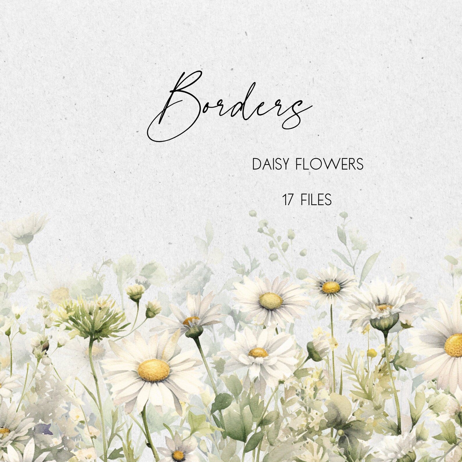 Daisy Flower Watercolor Clipart Daisy Border Daisy Flower PNG White ...