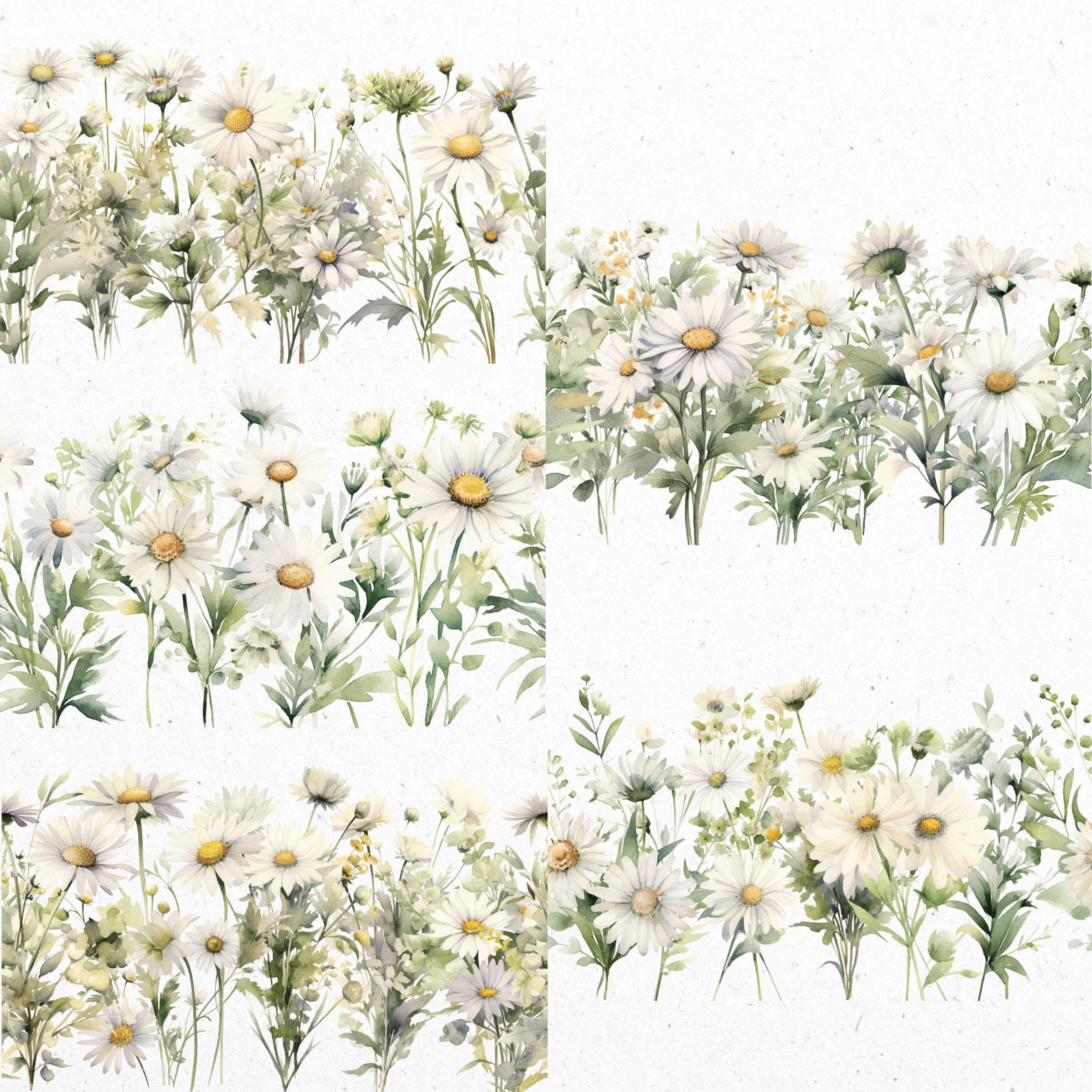 Daisy Flower Watercolor Clipart Daisy Border Daisy Flower PNG White ...