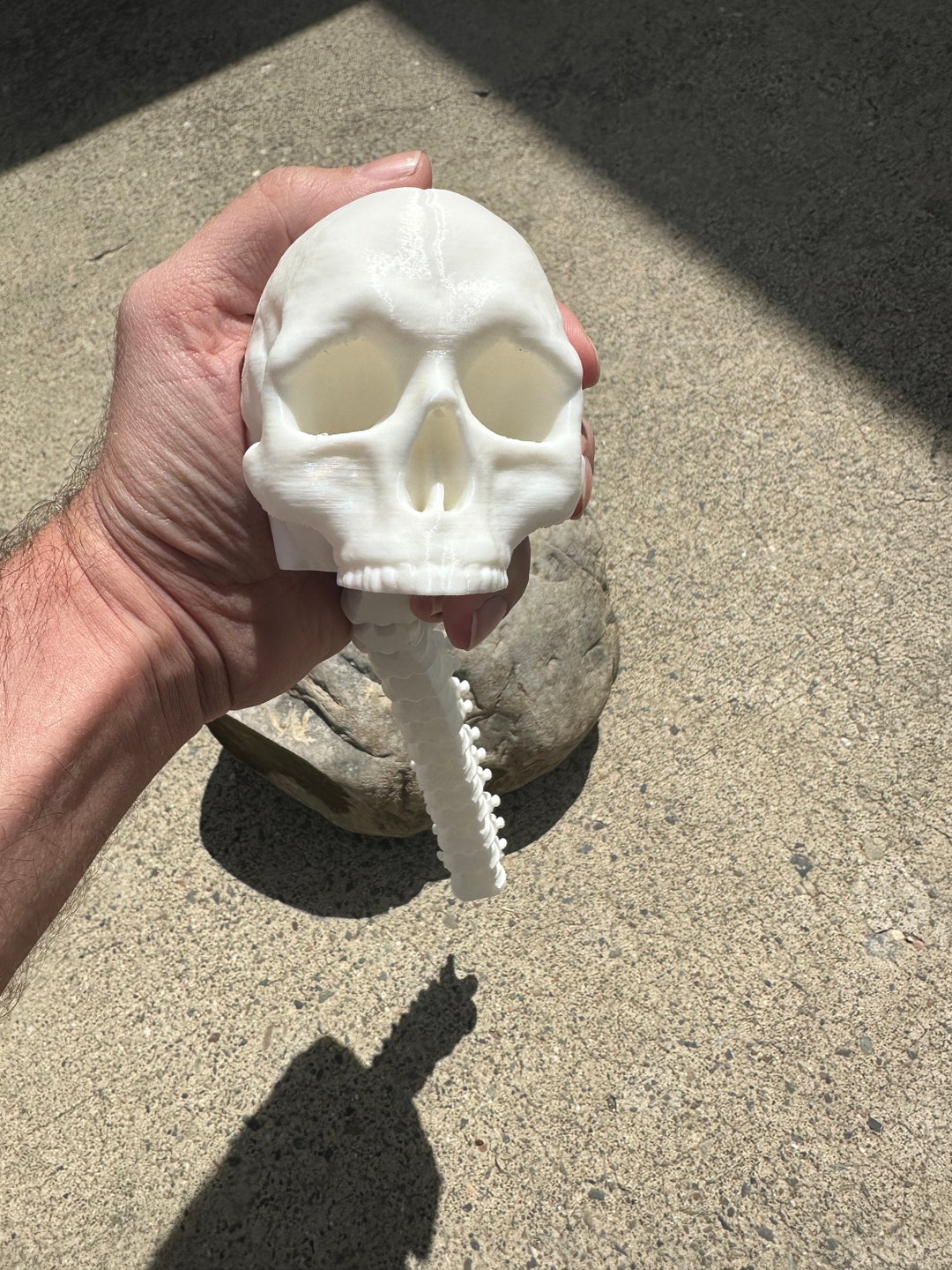Predator Trophy, With Articulating Vertebrae - Etsy