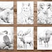 Animals of Alaska Coloring Book, Wildlife Designs (PDF) - Etsy