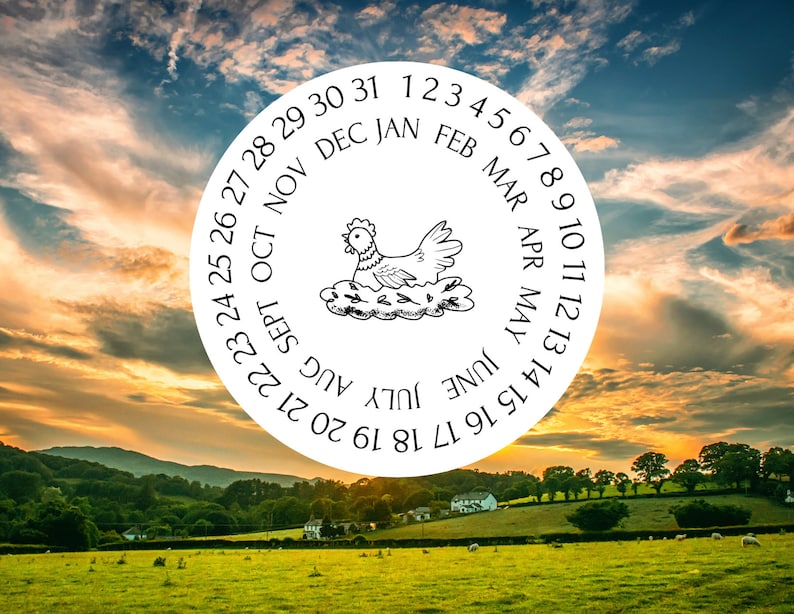 Egg Carton Laid on Date Label With Cute Nesting Chicken (25 Pack) - Egg Date Sticker - Chicken ...