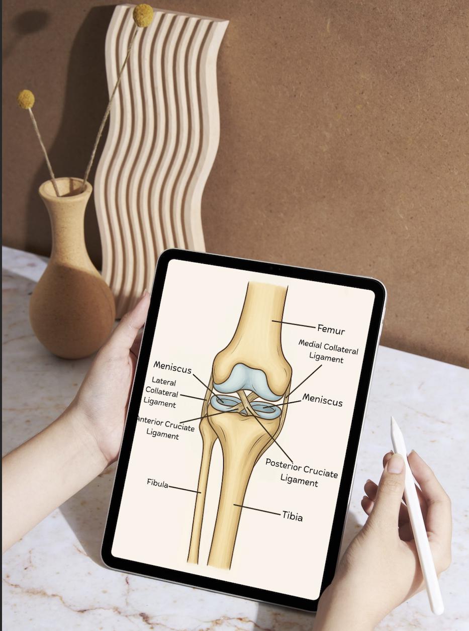 Knee Anatomy, Knee Anatomy Diagram, Knee Joint Anatomy Digital Download ...