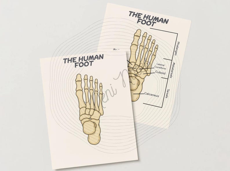 Foot Anatomy Diagram, Labeled/unlabeled Anatomy Flashcard, Bone Anatomy ...