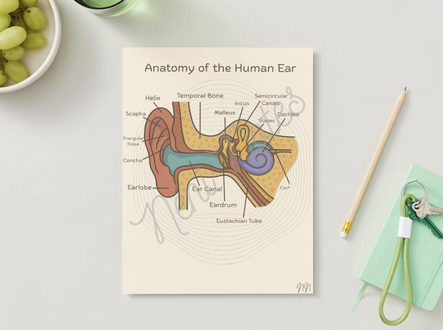 Ear Anatomy, Ear Anatomy Poster, Ear Diagram Labeled/unlabeled Digital ...