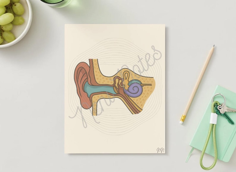 Ear Anatomy, Ear Anatomy Poster, Ear Diagram Labeled/unlabeled Digital ...