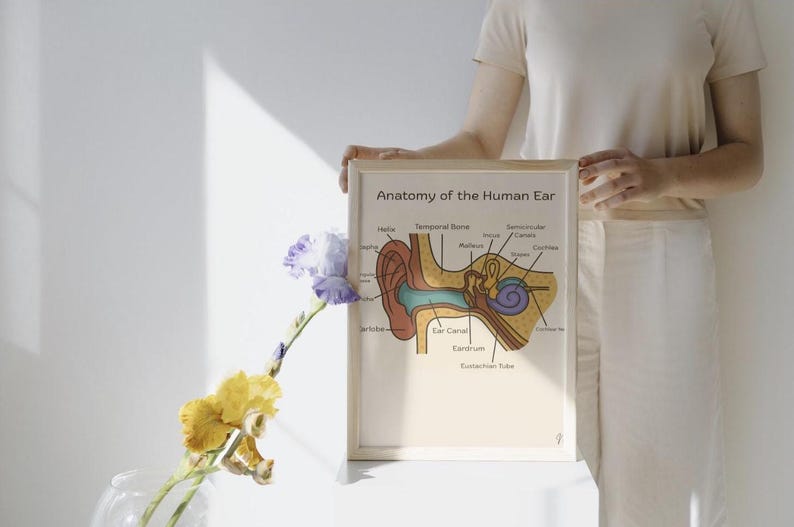Ear Anatomy, Ear Anatomy Poster, Ear Diagram Labeled/unlabeled Digital ...
