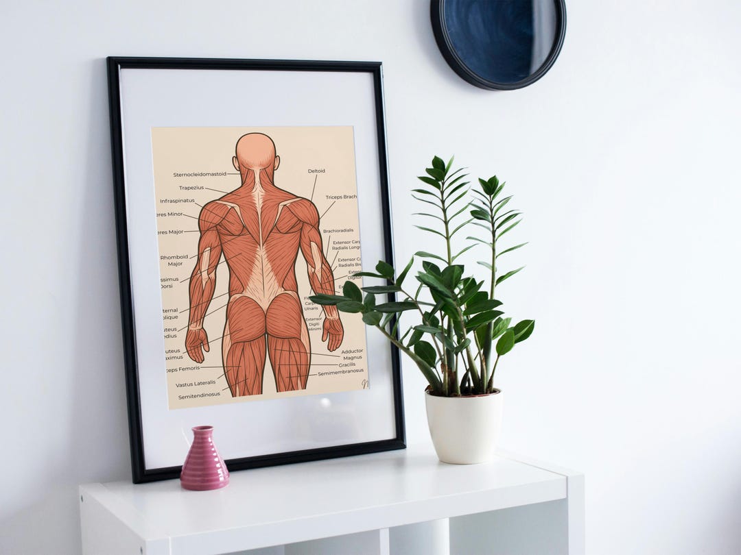 Back Anatomy, Anatomy Learning Labeled/unlabeled Muscles and Bone ...