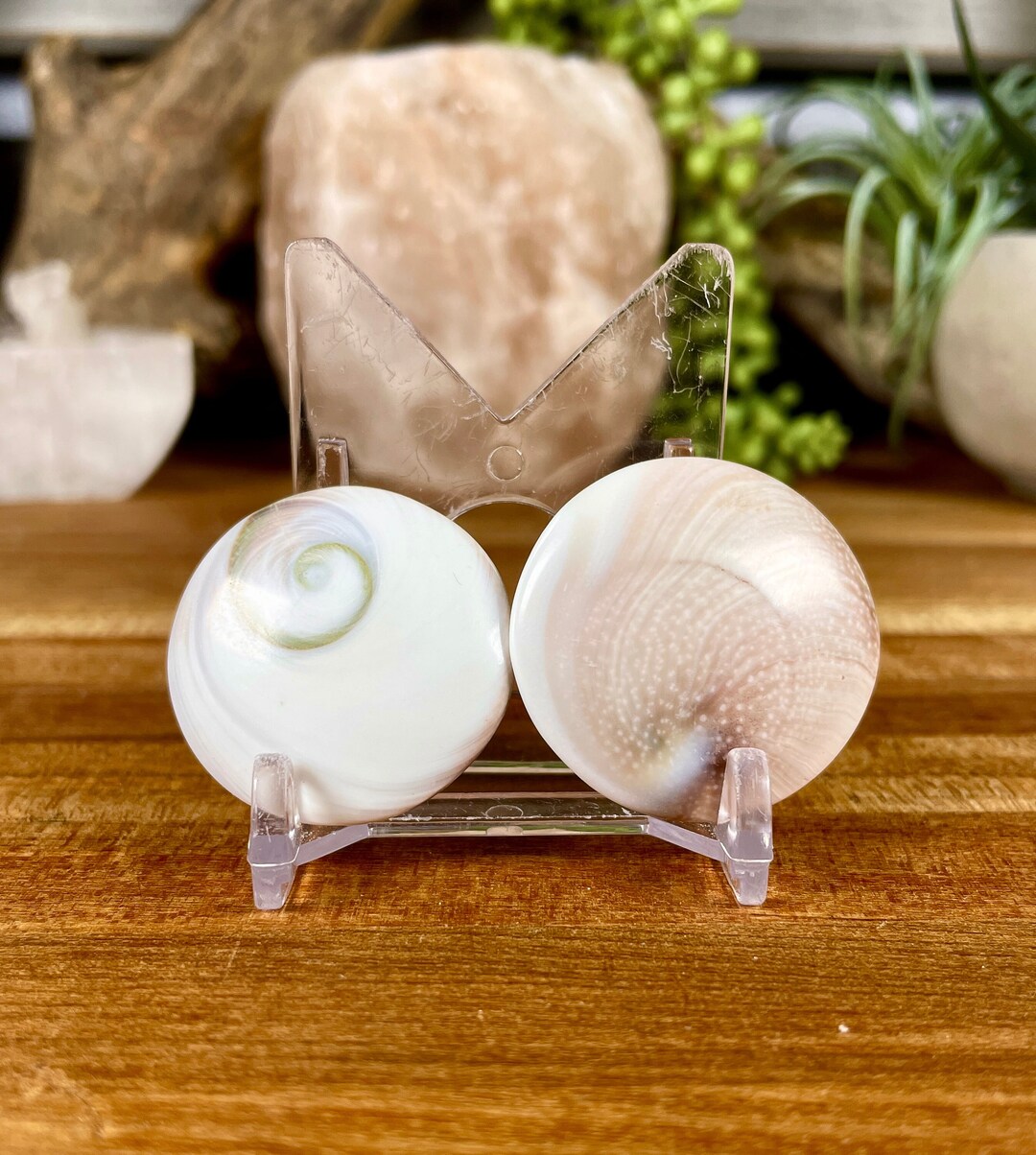 Shiva's Eye Shell - Etsy