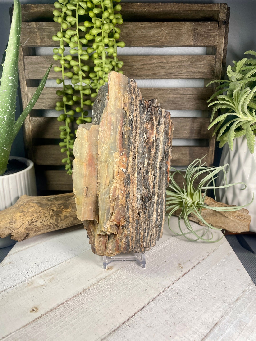 Stunning Agatized Petrified Wood - Etsy