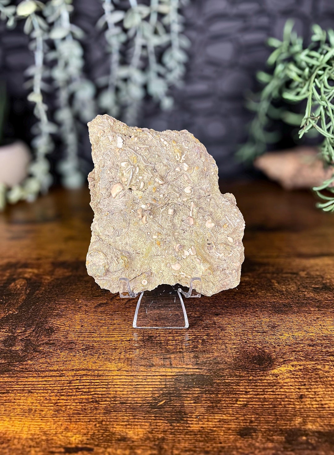 Crinoid Fossil Slab | Paleozoic Marine Fossil | Natural Fossilized ...