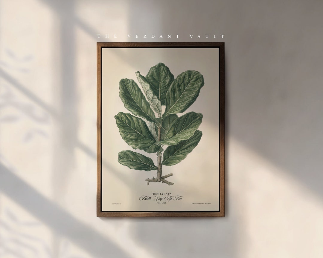 Fiddle-leaf Fig Tree Art Print: Vintage Botanical Illustration - Etsy