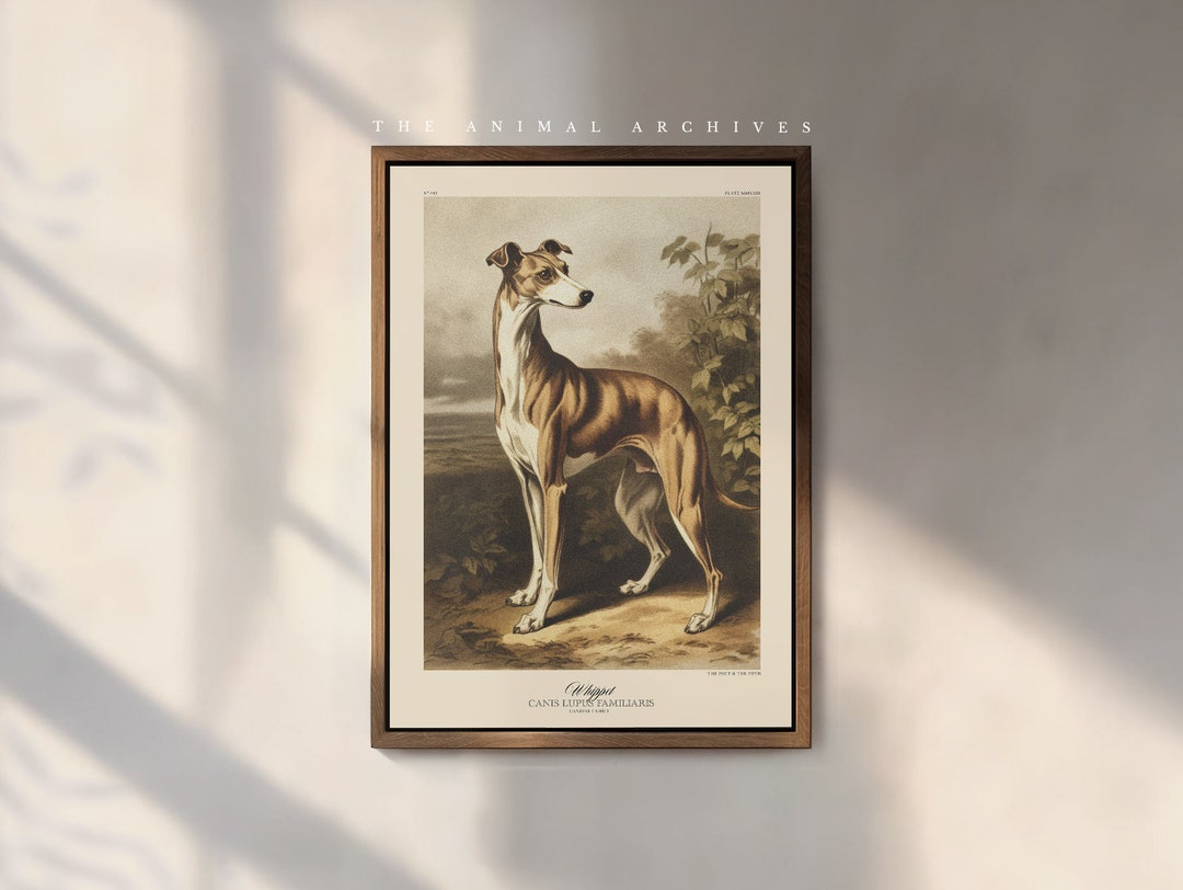 Vintage Whippet Art Print: Antique Victorian Style Dog Portrait - Etsy
