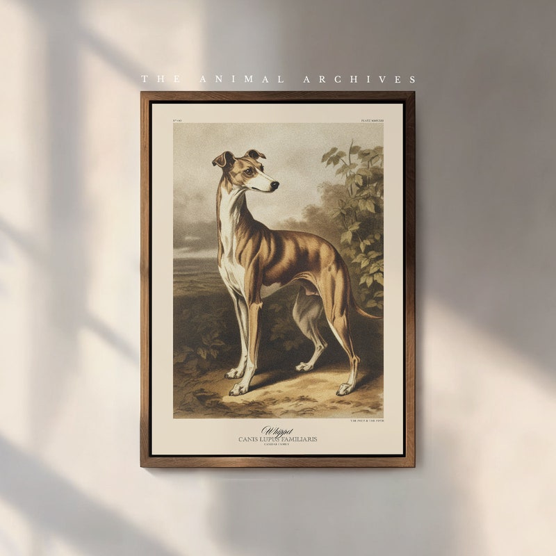 Whippet Art - Etsy