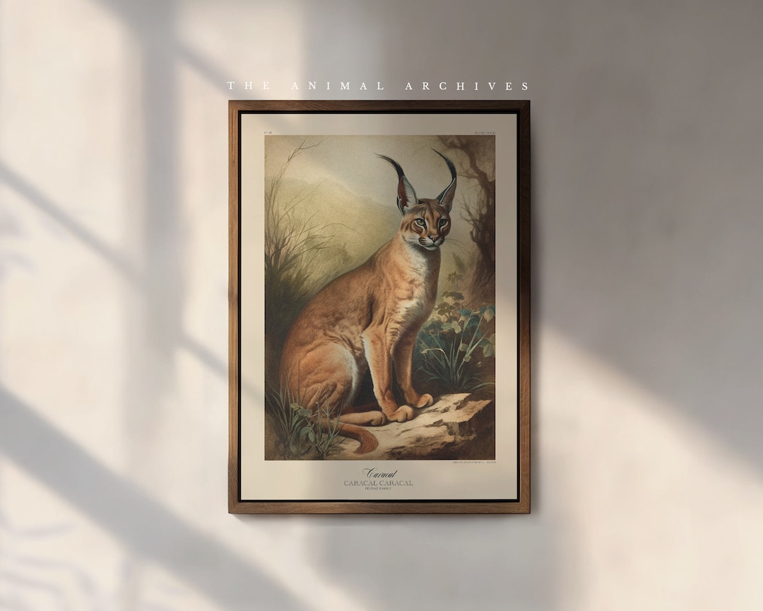 Caracal Art Print: Antique Victorian Style Big Cat Wall Decor - Etsy
