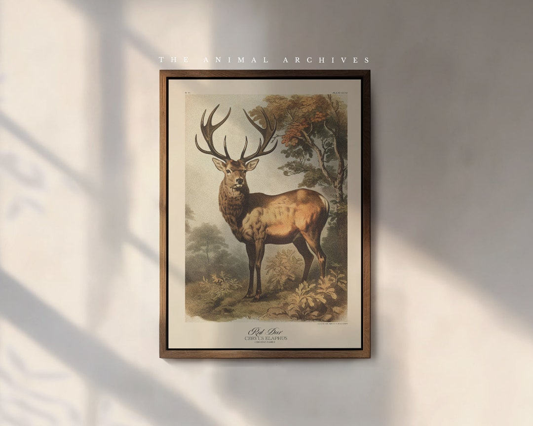 Red Deer Art Print: Vintage Victorian Naturalist Illustration - Etsy