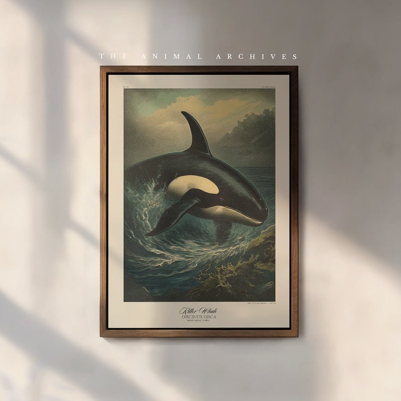 Killer Whale Art - Etsy