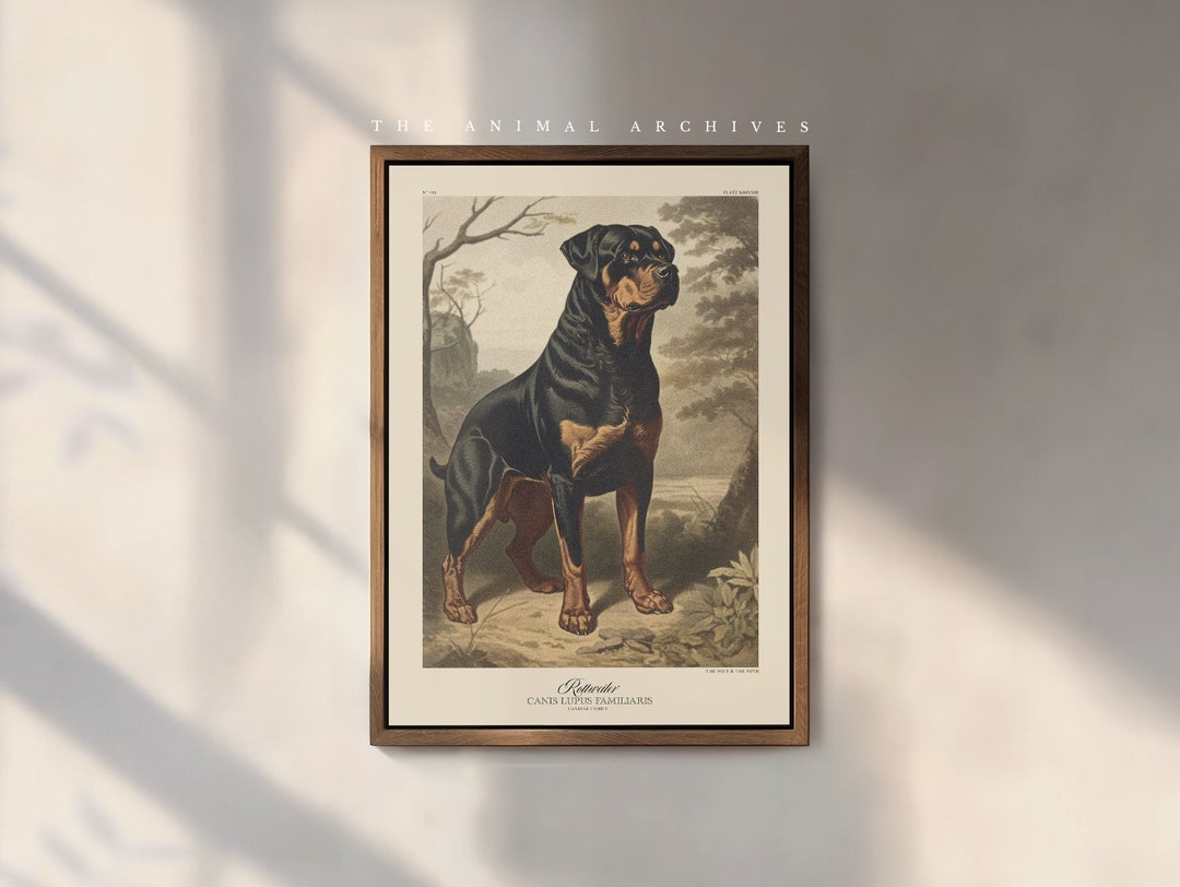 Rottweiler Art Print | Naturalist | Vintage Style | Wall Art | Decor ...