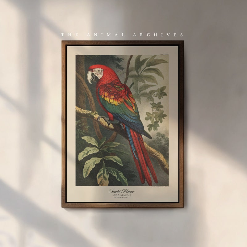 Macaw Poster - Etsy