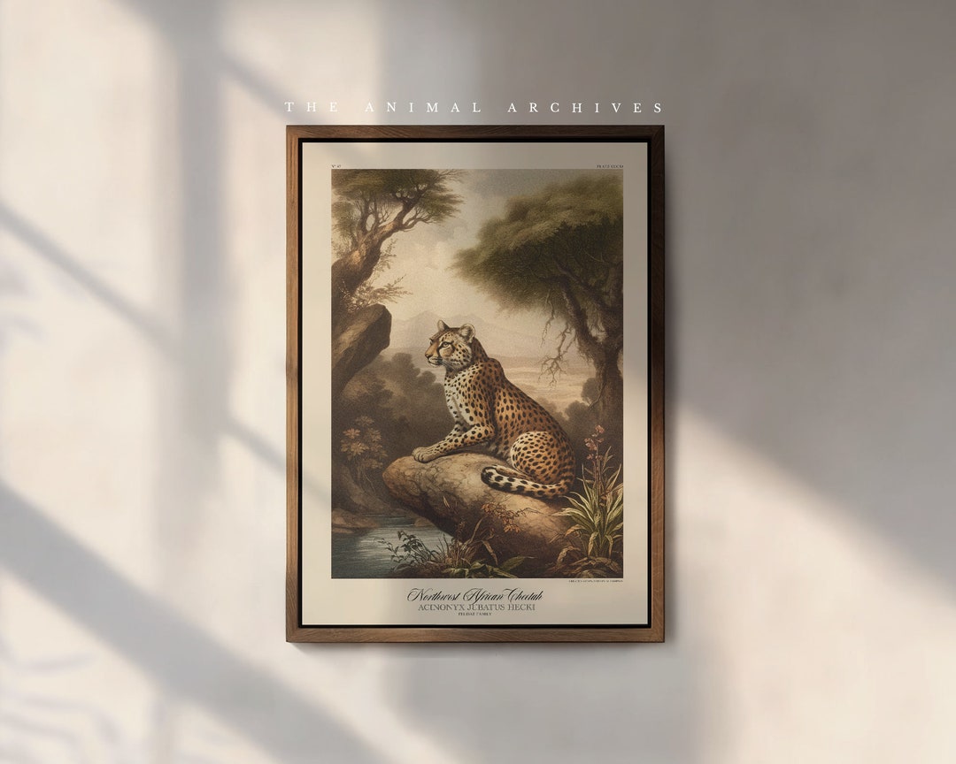 African Cheetah Art Print| Naturalist | Wall Art | Decor | Antique ...