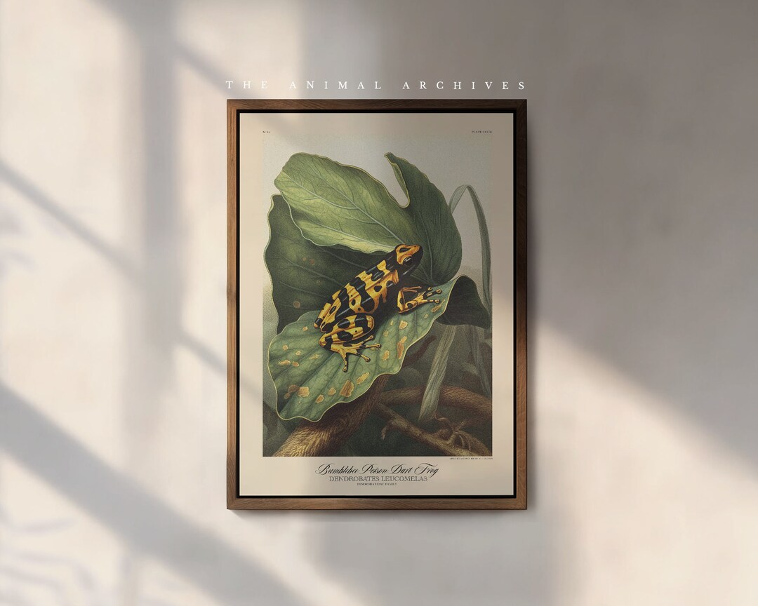 Poison Dart Frog Art Print | Naturalist | Vintage Style | Wall Art ...