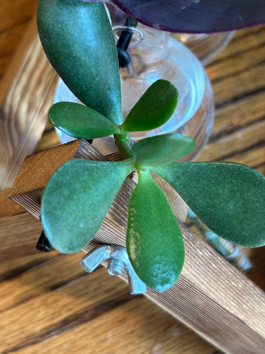 Jade Cuttings 3-4” - Etsy