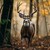 Whitetail Buck Deer Fall Art Digital Art - Etsy