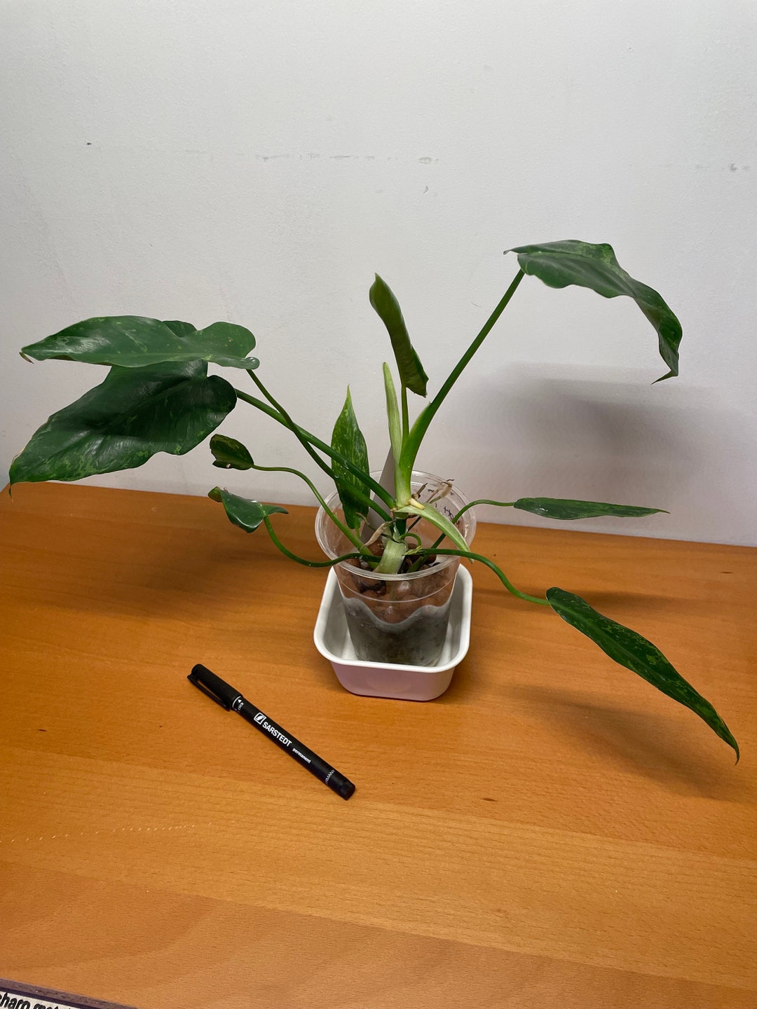 Variegated Philodendron Mottled Dragon - Etsy