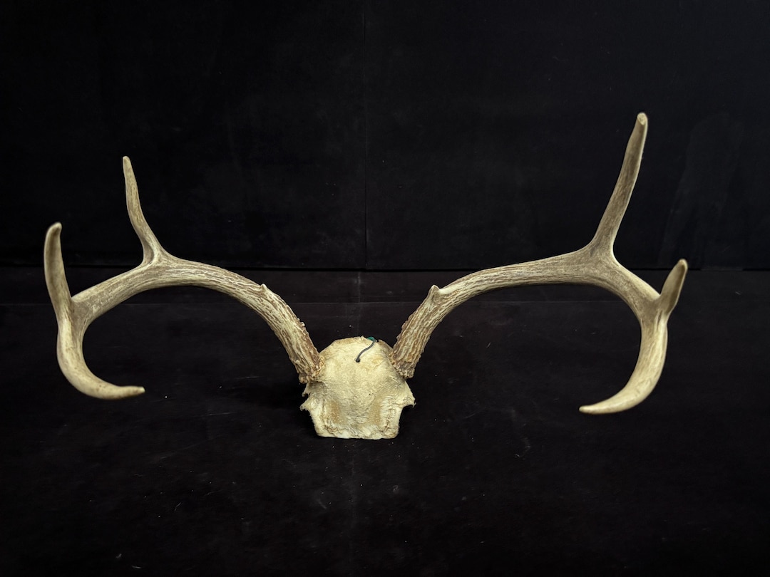 Texas White-tailed Deer Antlers - 17" Wide 8 Point, Free Daily Insured ...